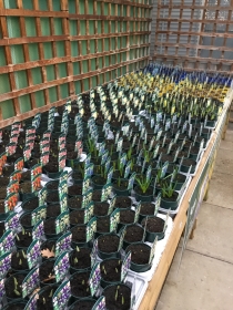 Shop Online | The Garden Florists | Shincliffe | Durham